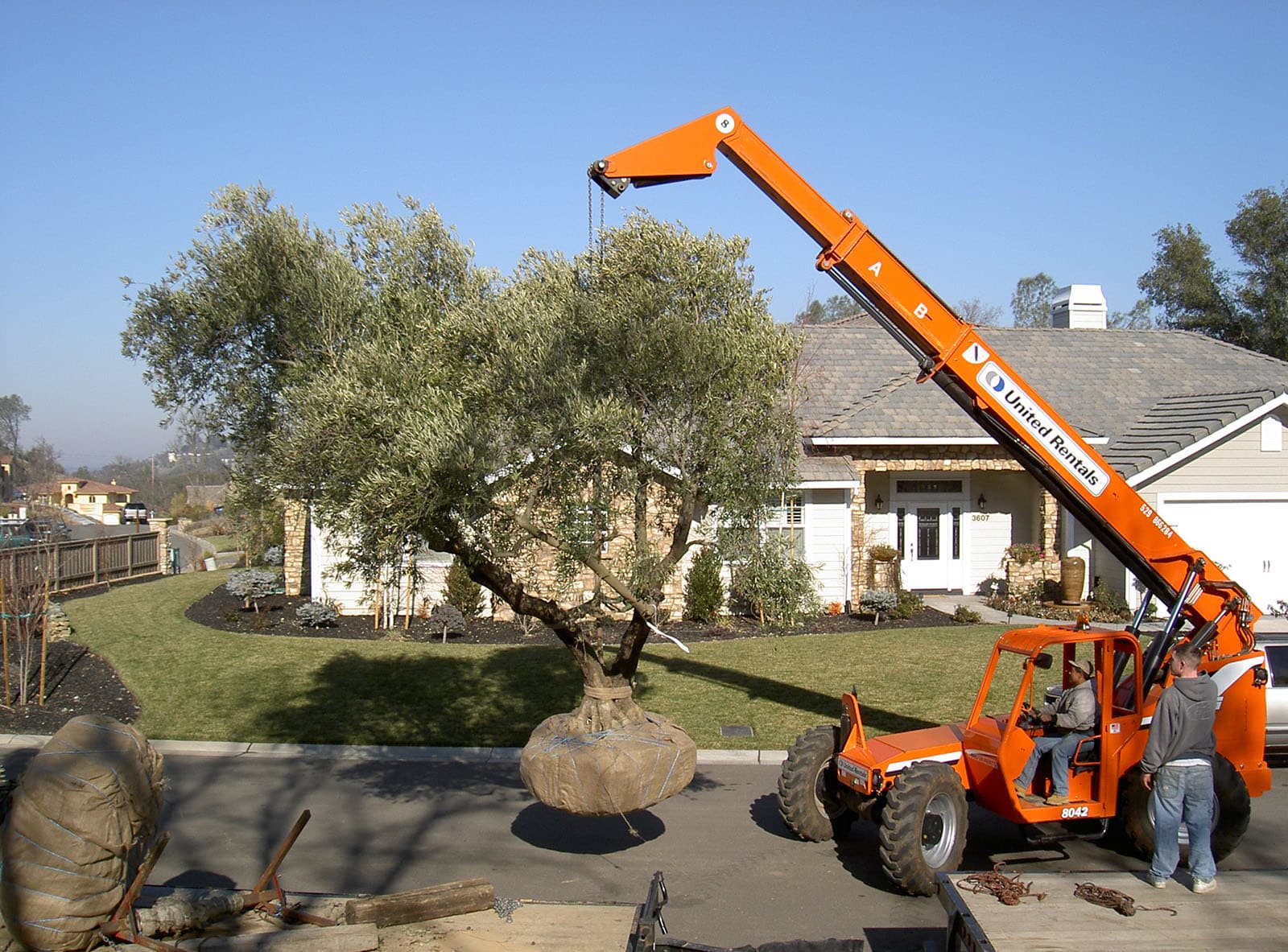 Tree Installation - Cascadian Landscape
